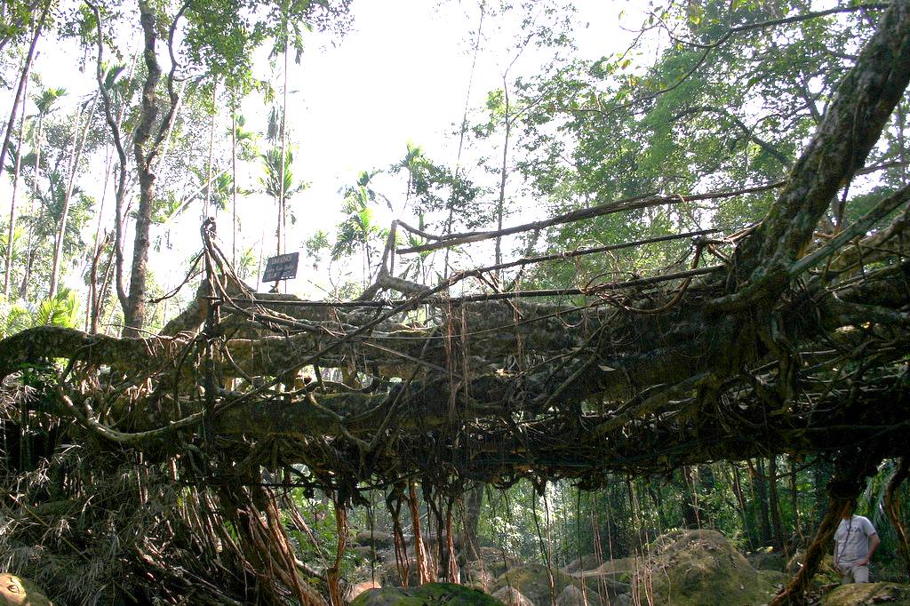 The Living Root Bridges of India ~ Kuriositas