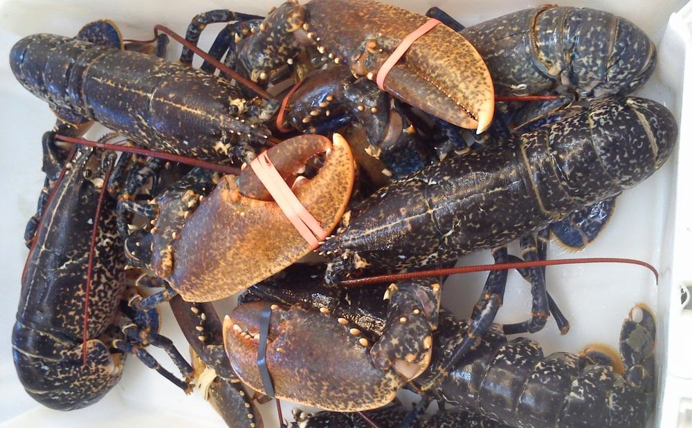 Crustáceo decápodo: bogavante | Mariscos Gontelo