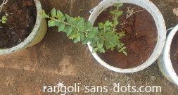 Home flower garden ideas pictures and tips