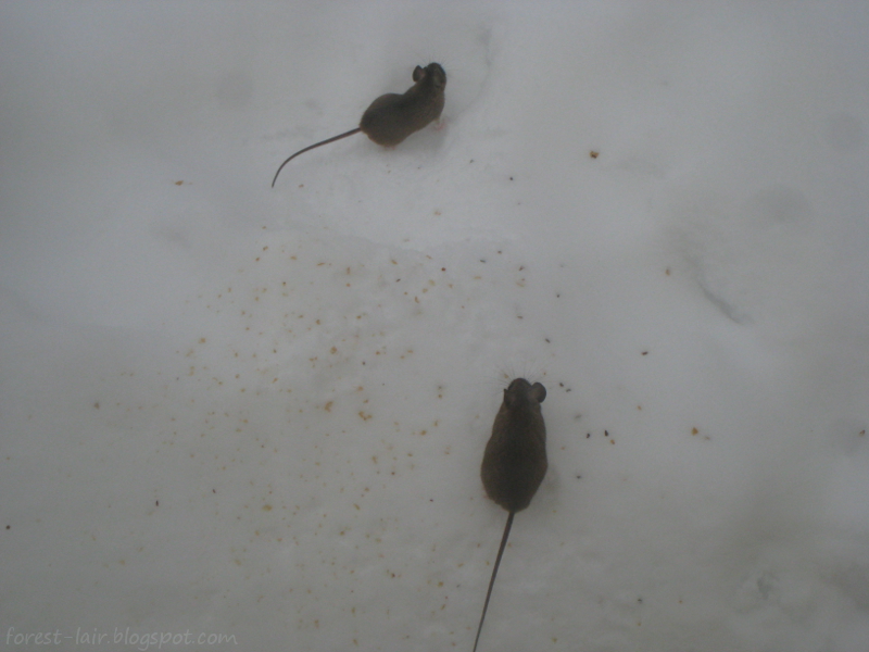 Forest Lair: Mice in snow. Мыши в снегу
