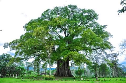 Canlaon Environmentalist Society