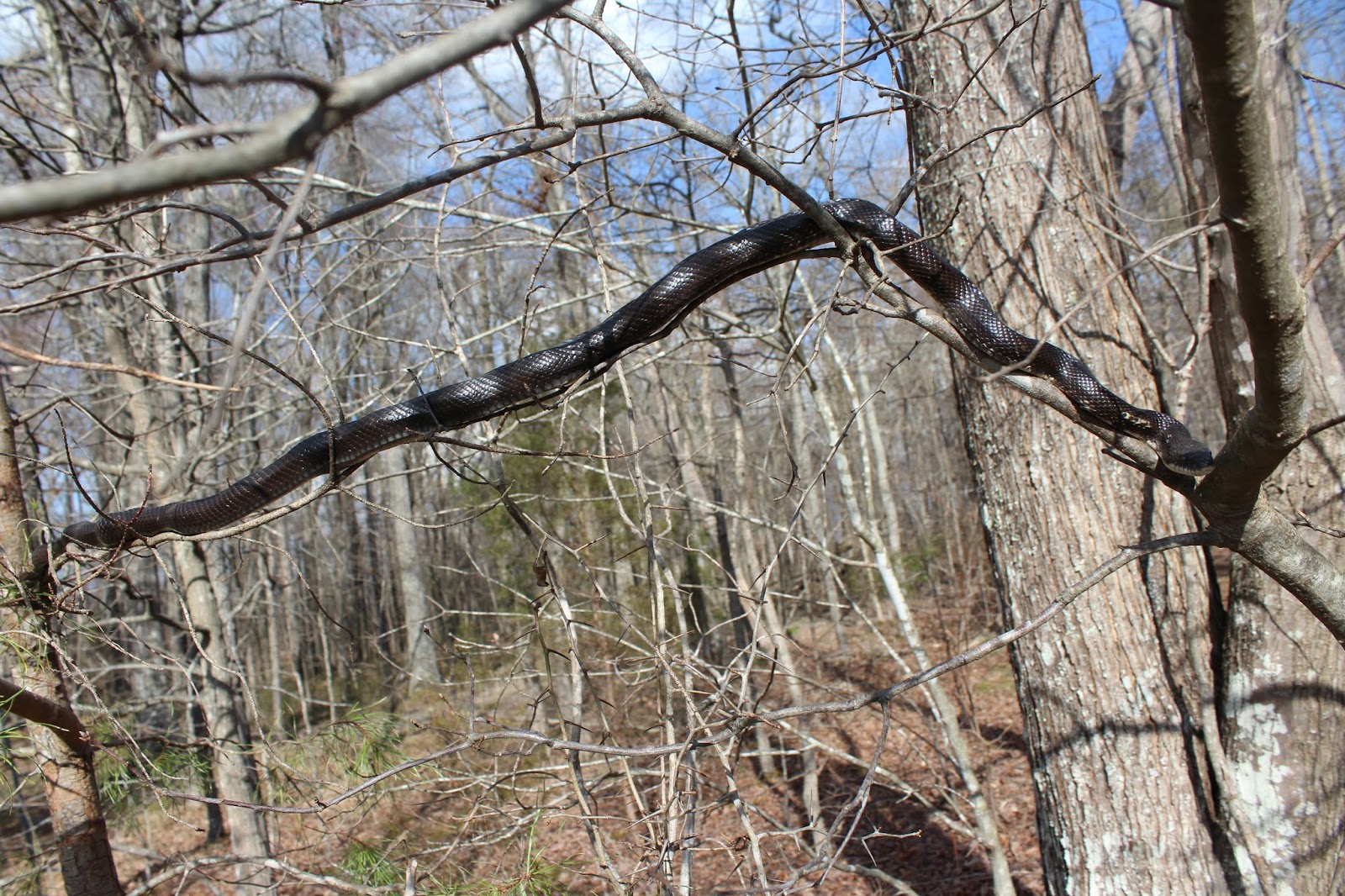 Superbecca: February 2017