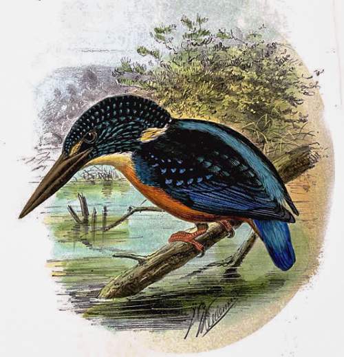 Birds of India | Bird World: December 2018