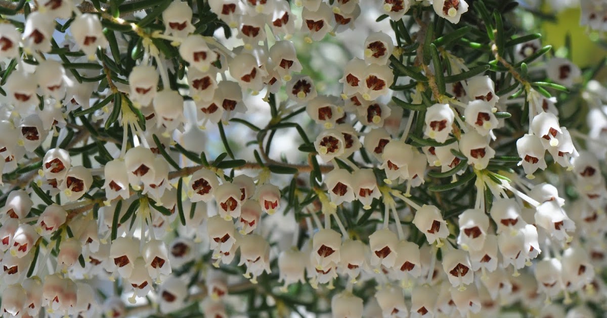 Desde Alájar: Brezo blanco