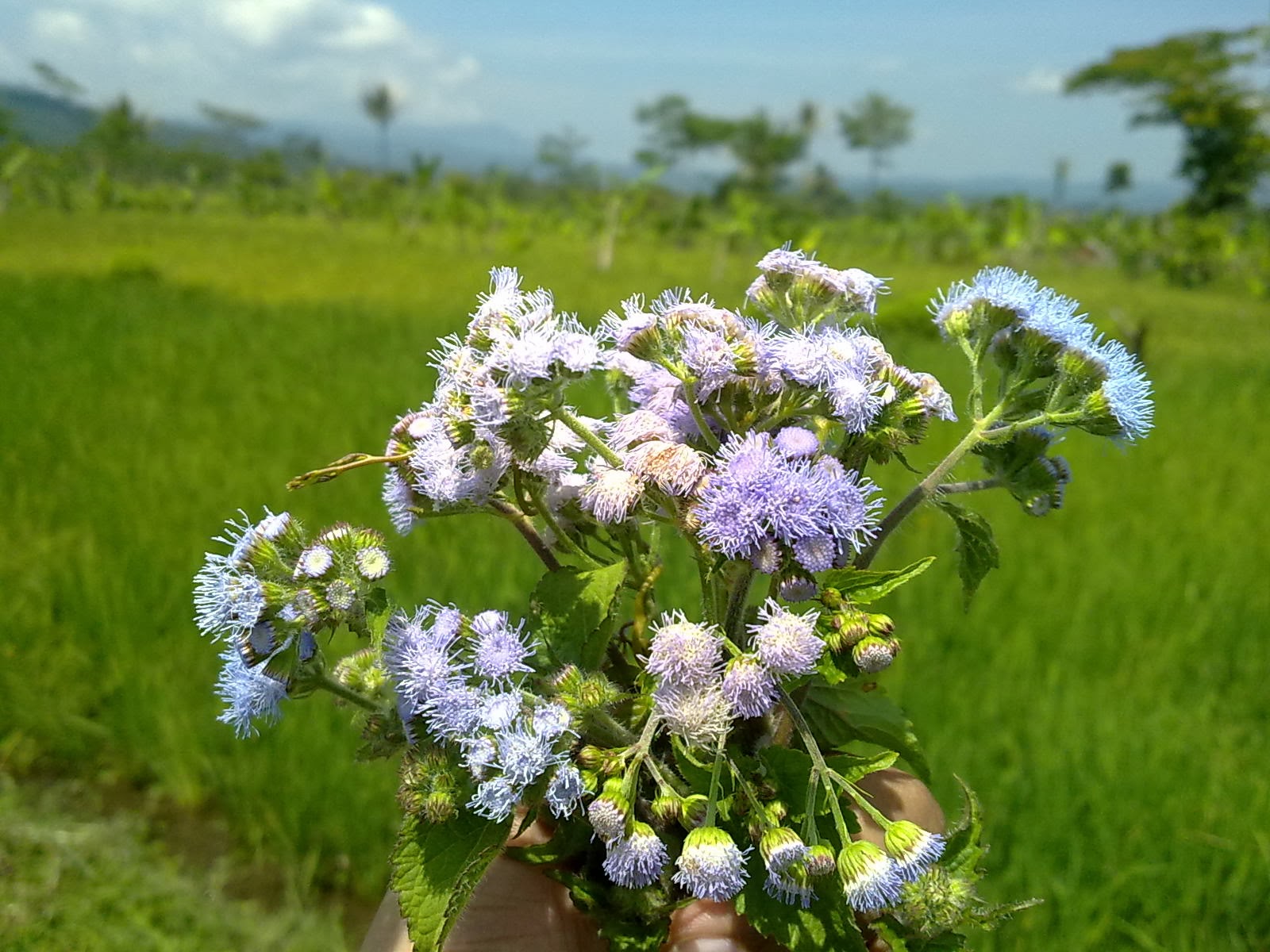 RIMBANI OUTDOOR: Edelweis Bunga Abadi Bukan Untuk Dipetik