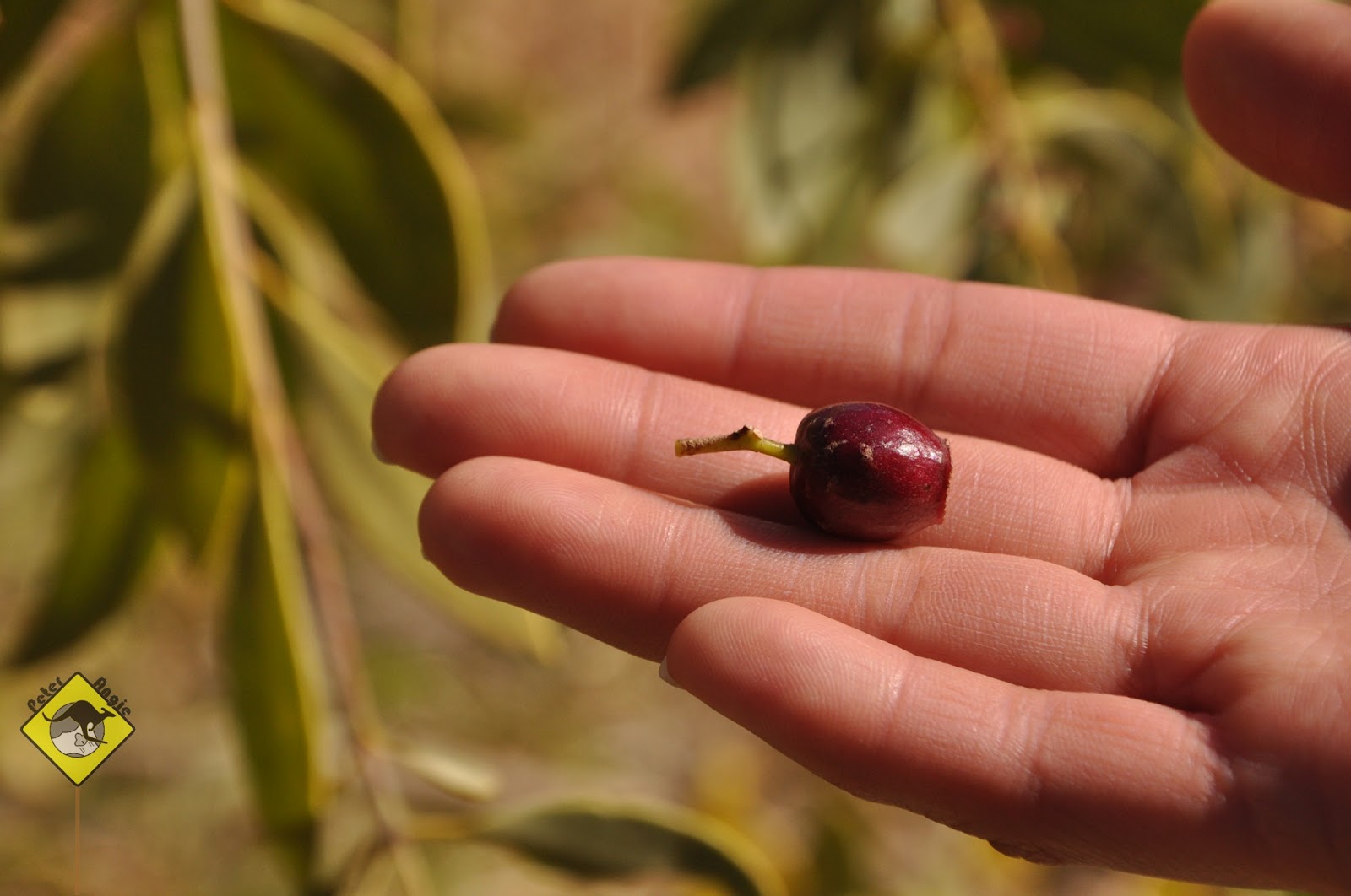 P&A GoGoGo 2: Uluru- Kata Tjuta National Park II