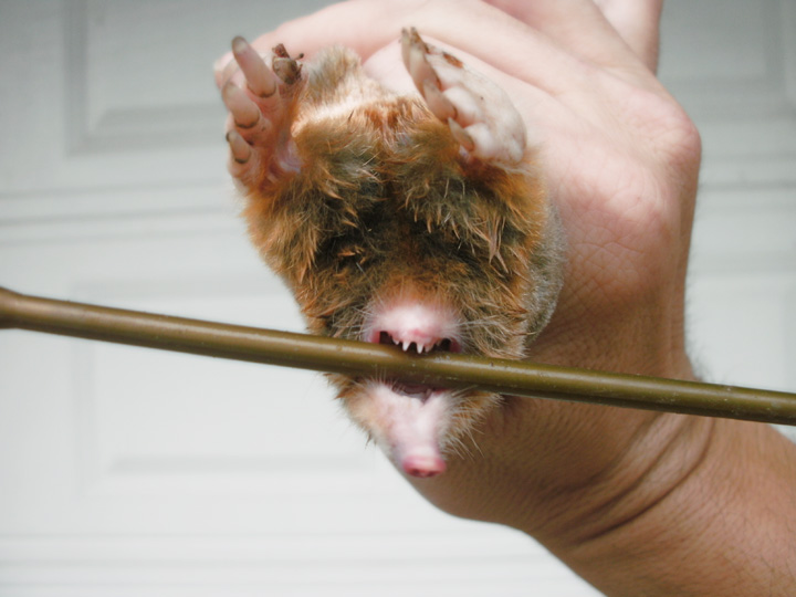Matthew Fels: Mole: Close Up Of Teeth