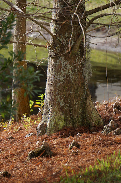 Robbin Neff Photography