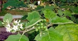 NATURAL HERBAL MEDICINE, BENEFITS VARIOUS PLANT FOR HEALTH: Herbal ...