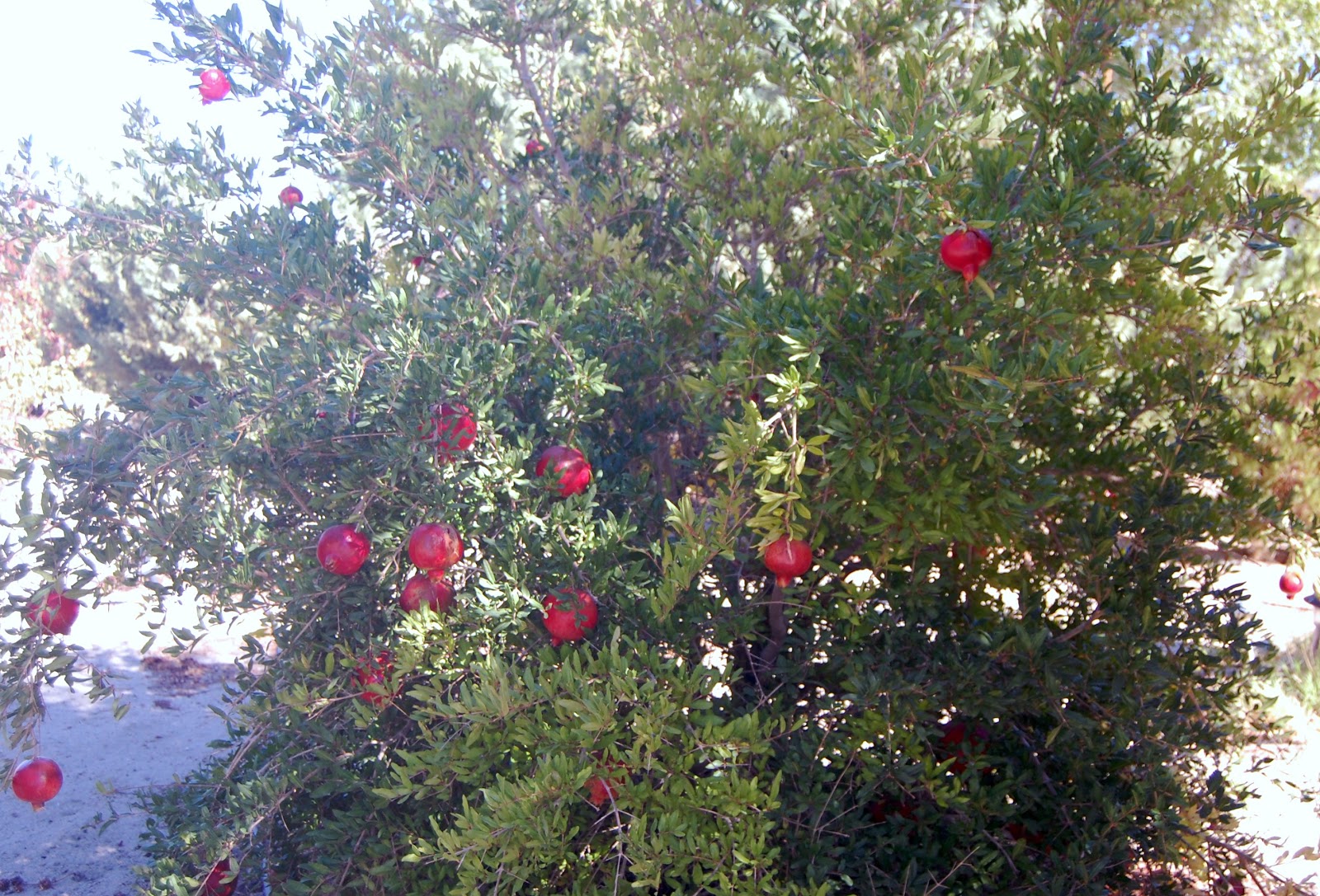 Marti Muses and Marvels: Pomegranates Grow Well in the High Desert