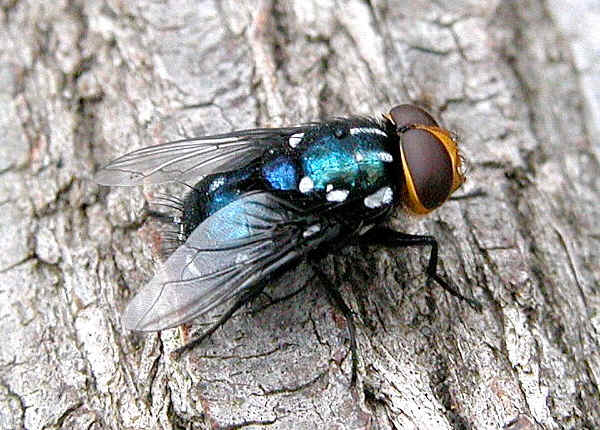 Myasis pada Hewan - Mydokterhewan