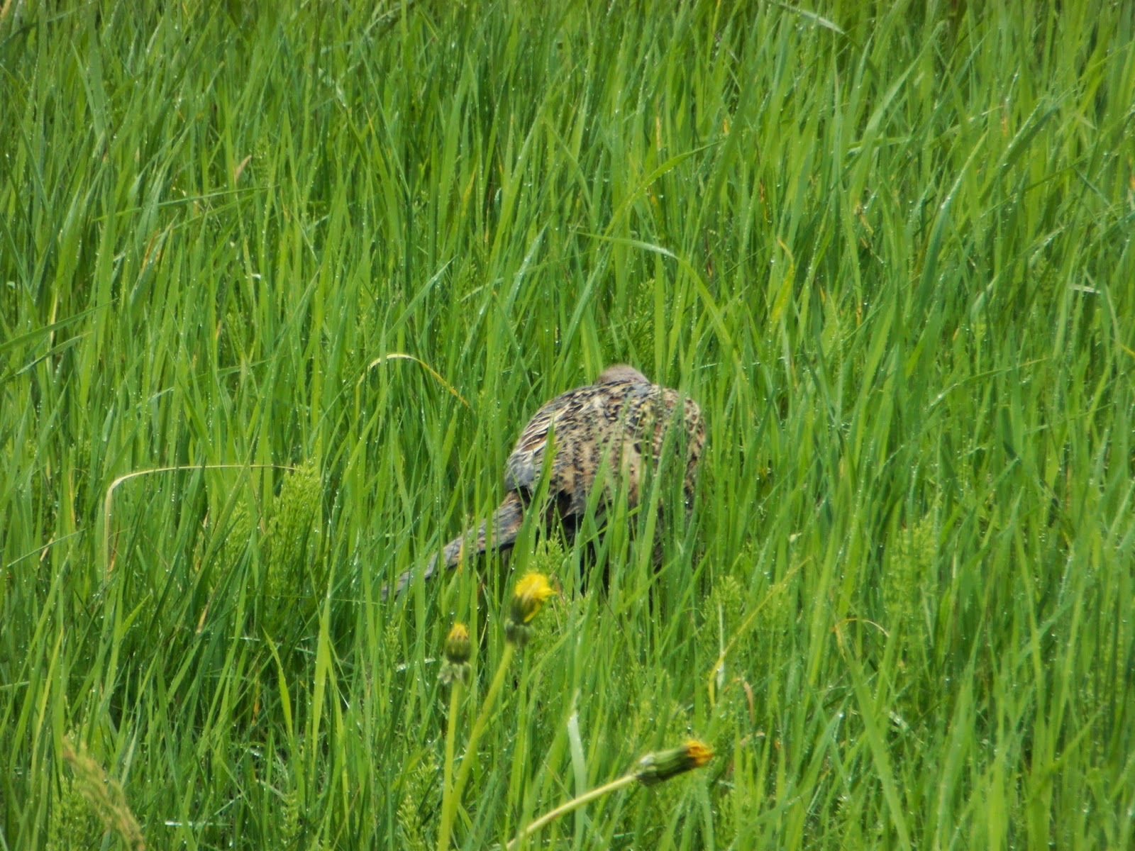 Annen jutut: NAARAS FASAANI JA POIKANEN phasianus colchicus