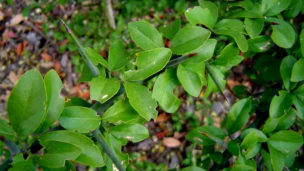 Balanites aegyptiaca