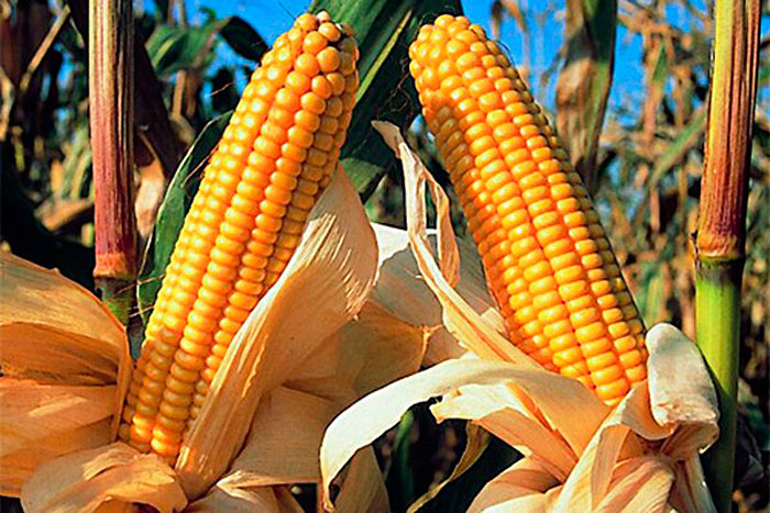 Lembranzas de Armariz: Traballos Agrícolas - 3/3 - O Millo