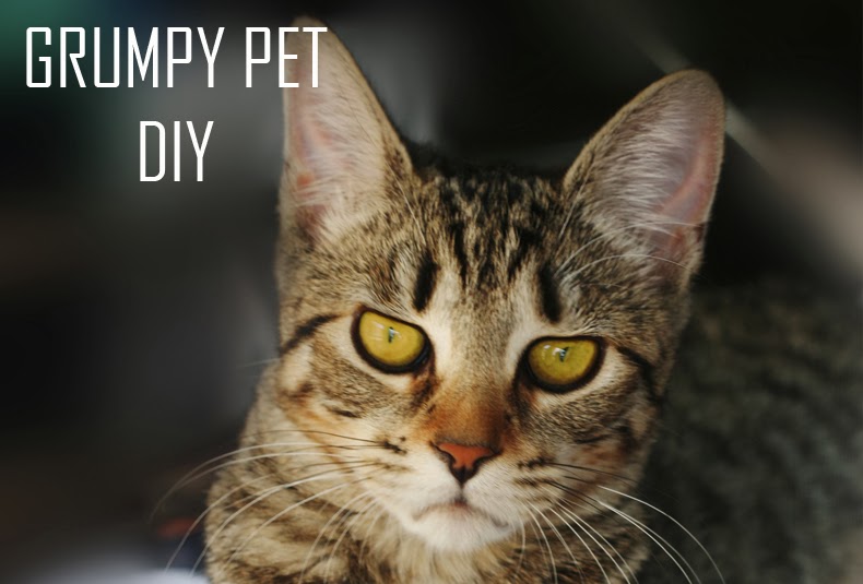 HOW TO TRANSFORM YOUR LOVELY PET INTO A GRUMPY PET | MY WHITE IDEA DIY