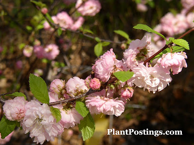PlantPostings: Plant of the month: Dwarf Flowering Almond
