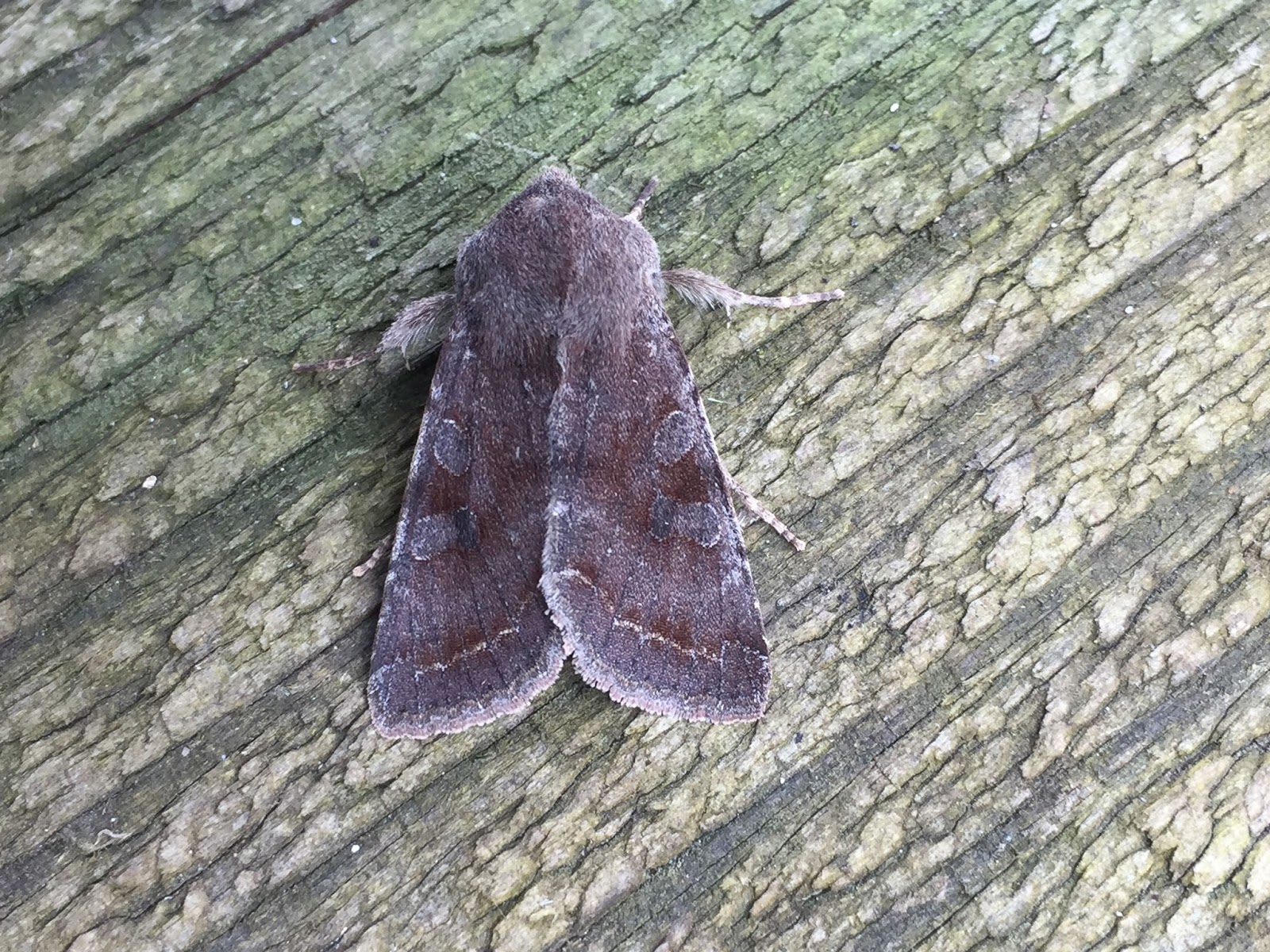 The Deskbound Birder: Cotswolds Moth Trapping - 21st-23rd April