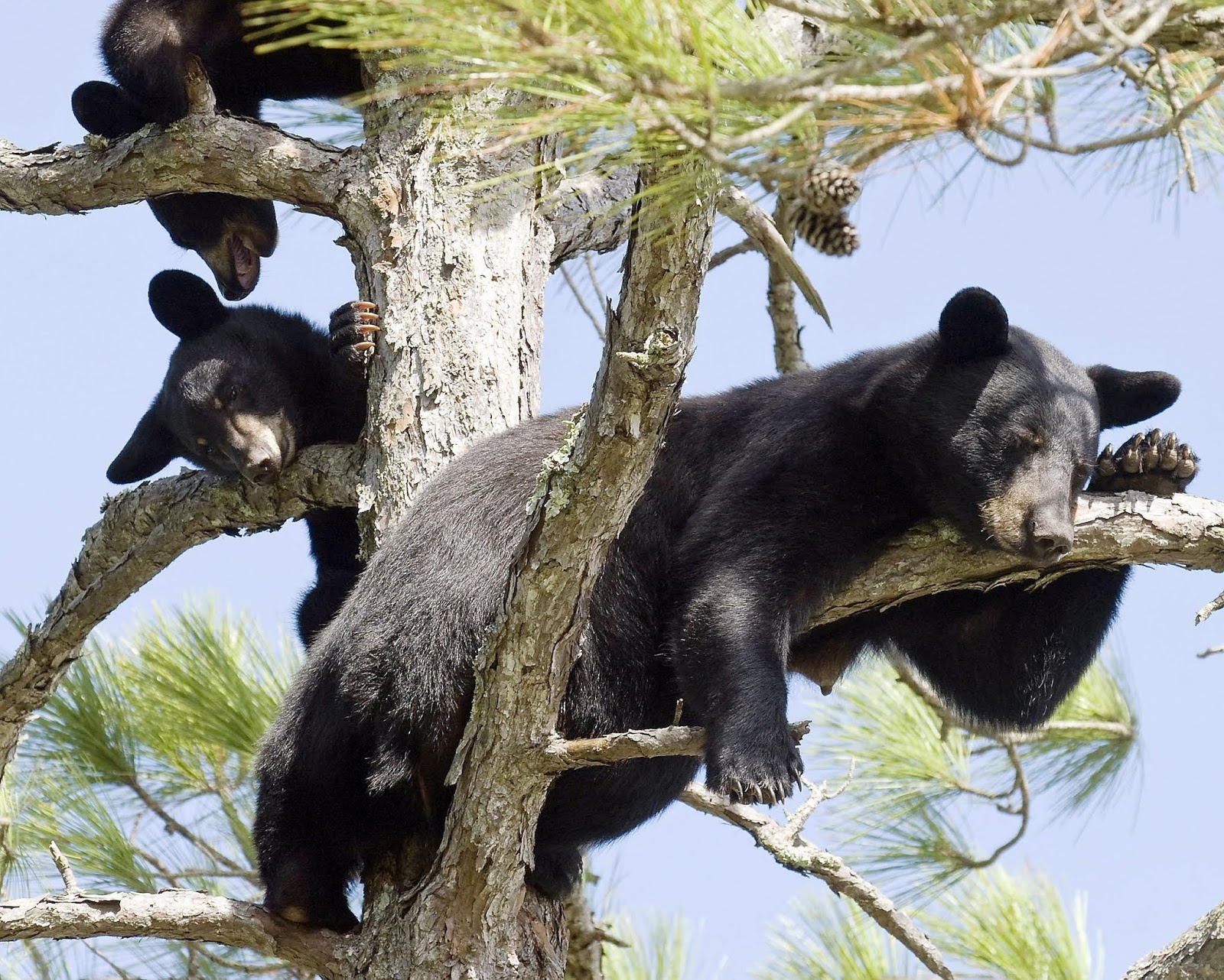 Black Bears In Florida Map - Map