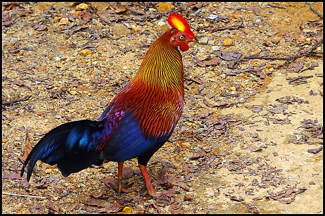 COMO HACER UNA NUEVA LÍNEA DE GALLOS DE UN CRUCE ~ Genética en los ...