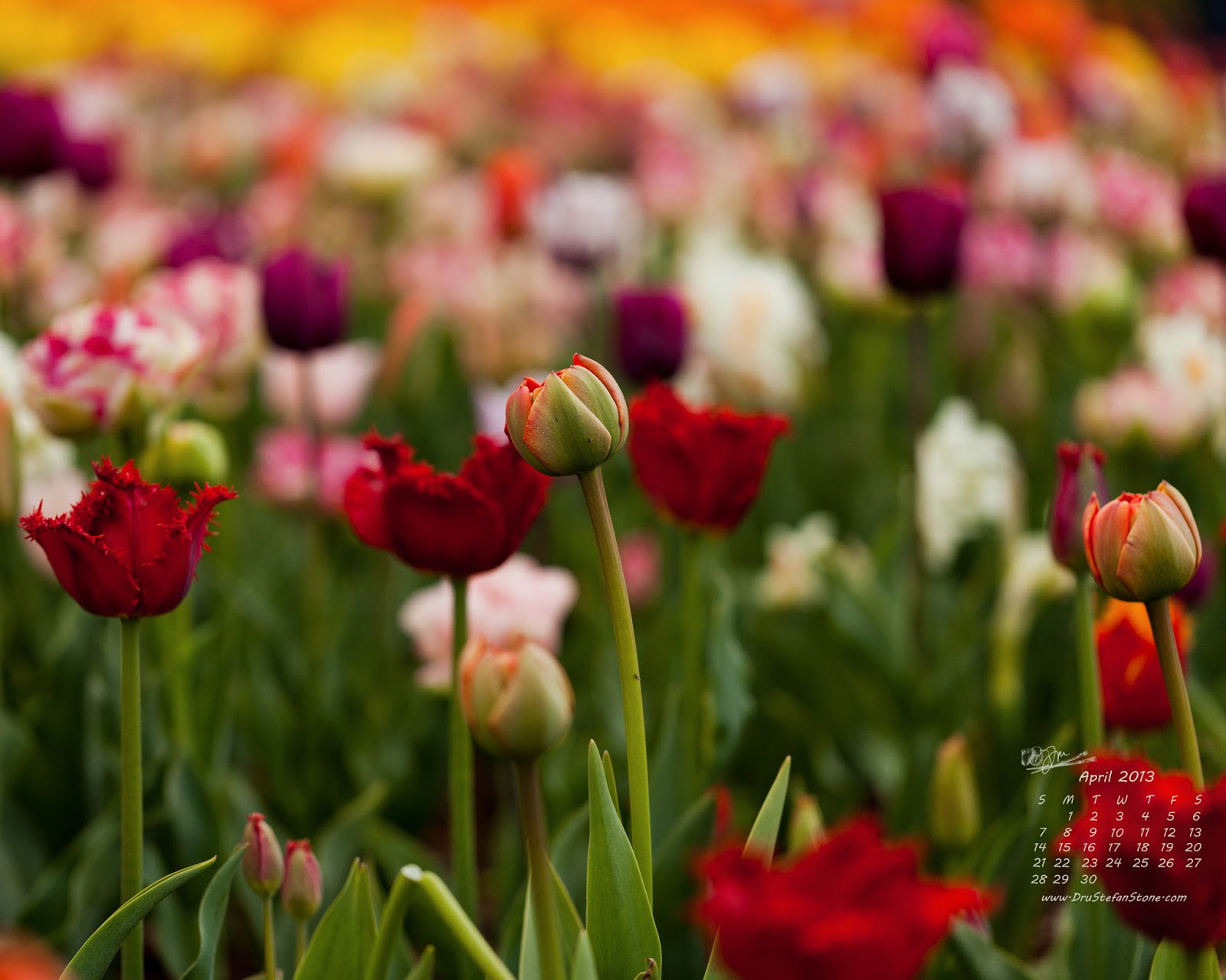 Dru Stefan Stone: April Desktop Wallpaper is All About Choices this ...