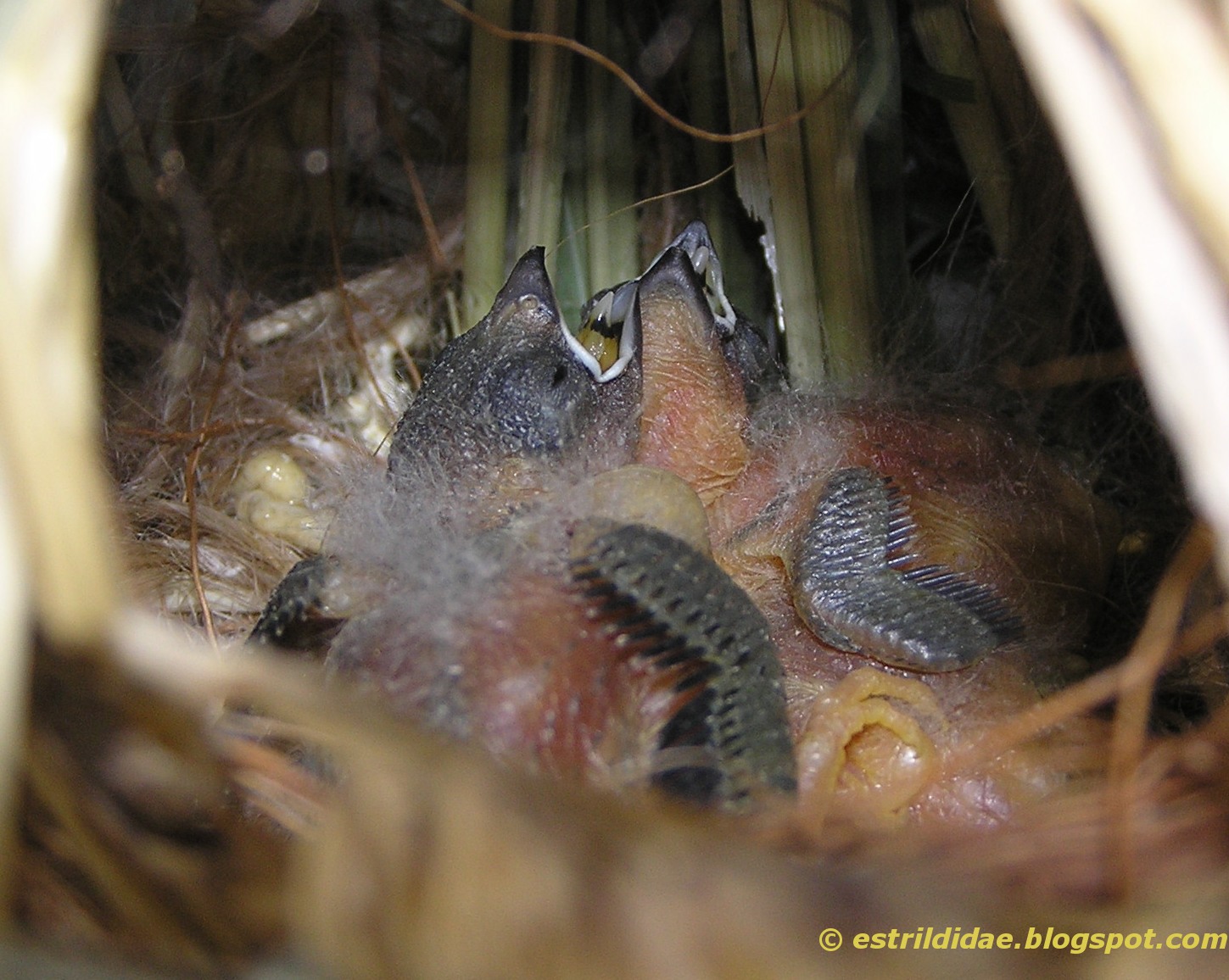 Estrildidae: Asmeninė patirtis. Rausvauodegė rubininė astrilda ...