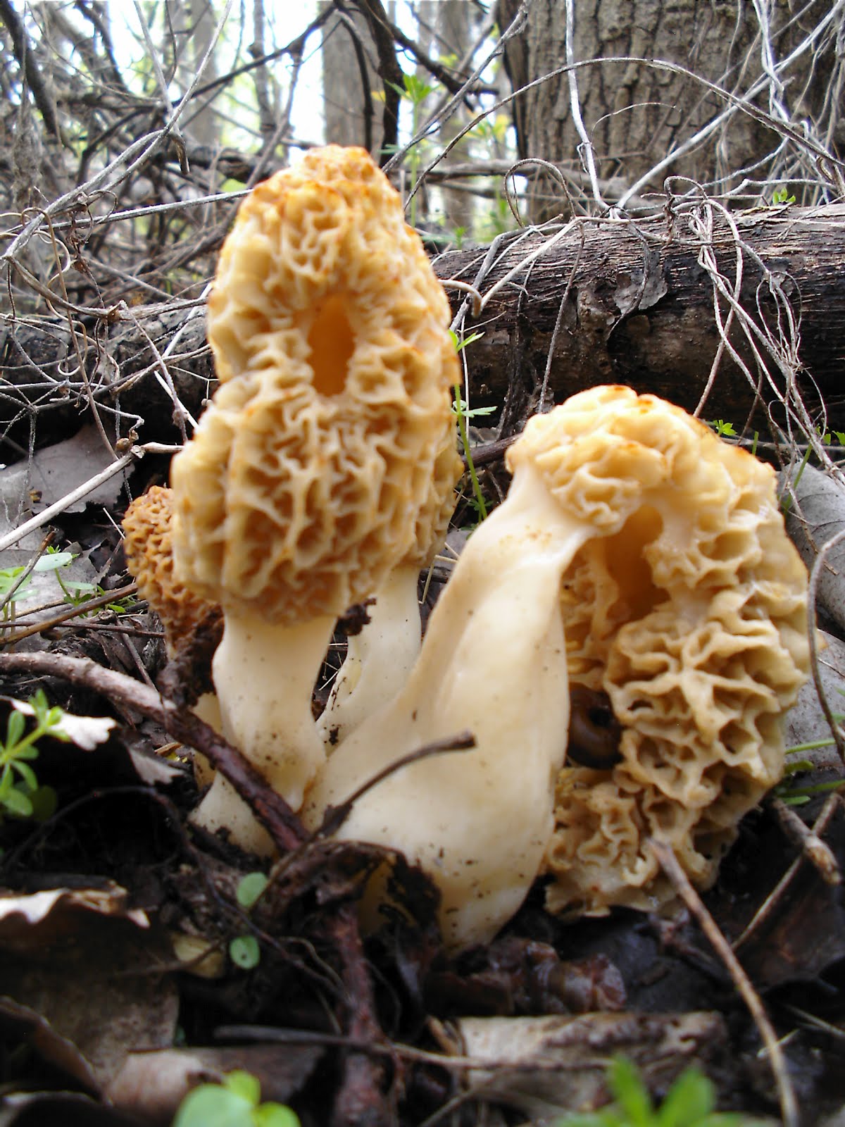 Mid Missouri Morels and Mushrooms: March 2012