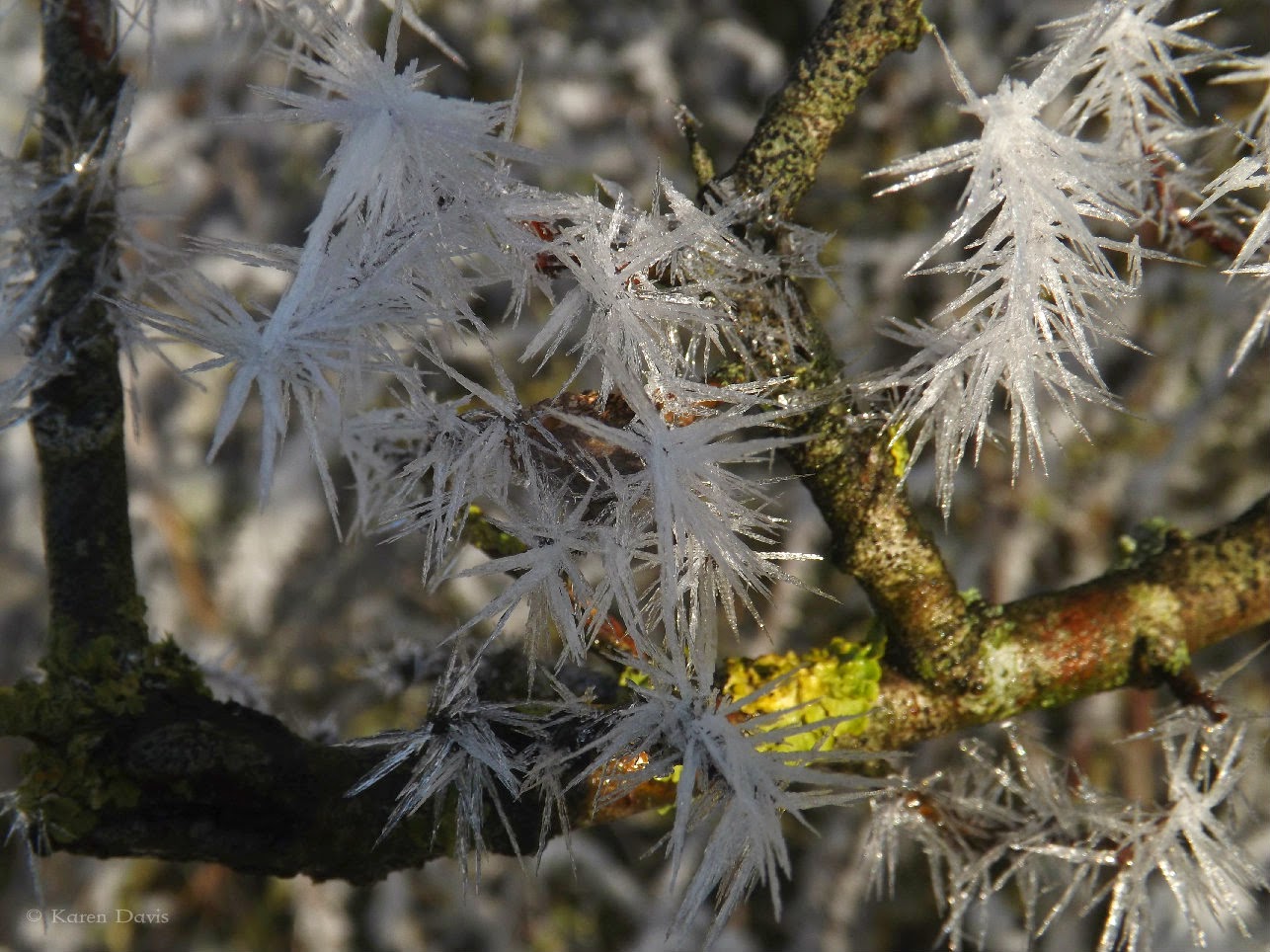 Moonlight and Hares: Ring out wild bells to the wild sky
