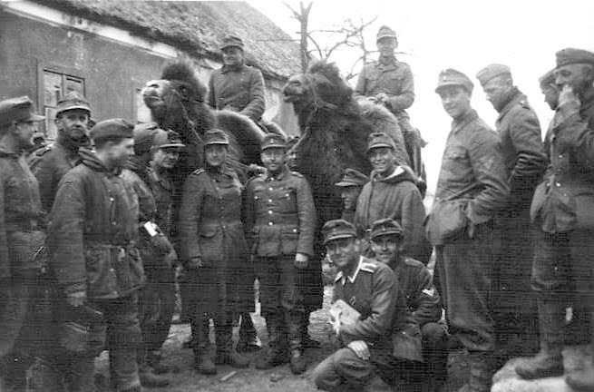 NAZI JERMAN: Foto Kamel (Unta) dan Tentara Jerman