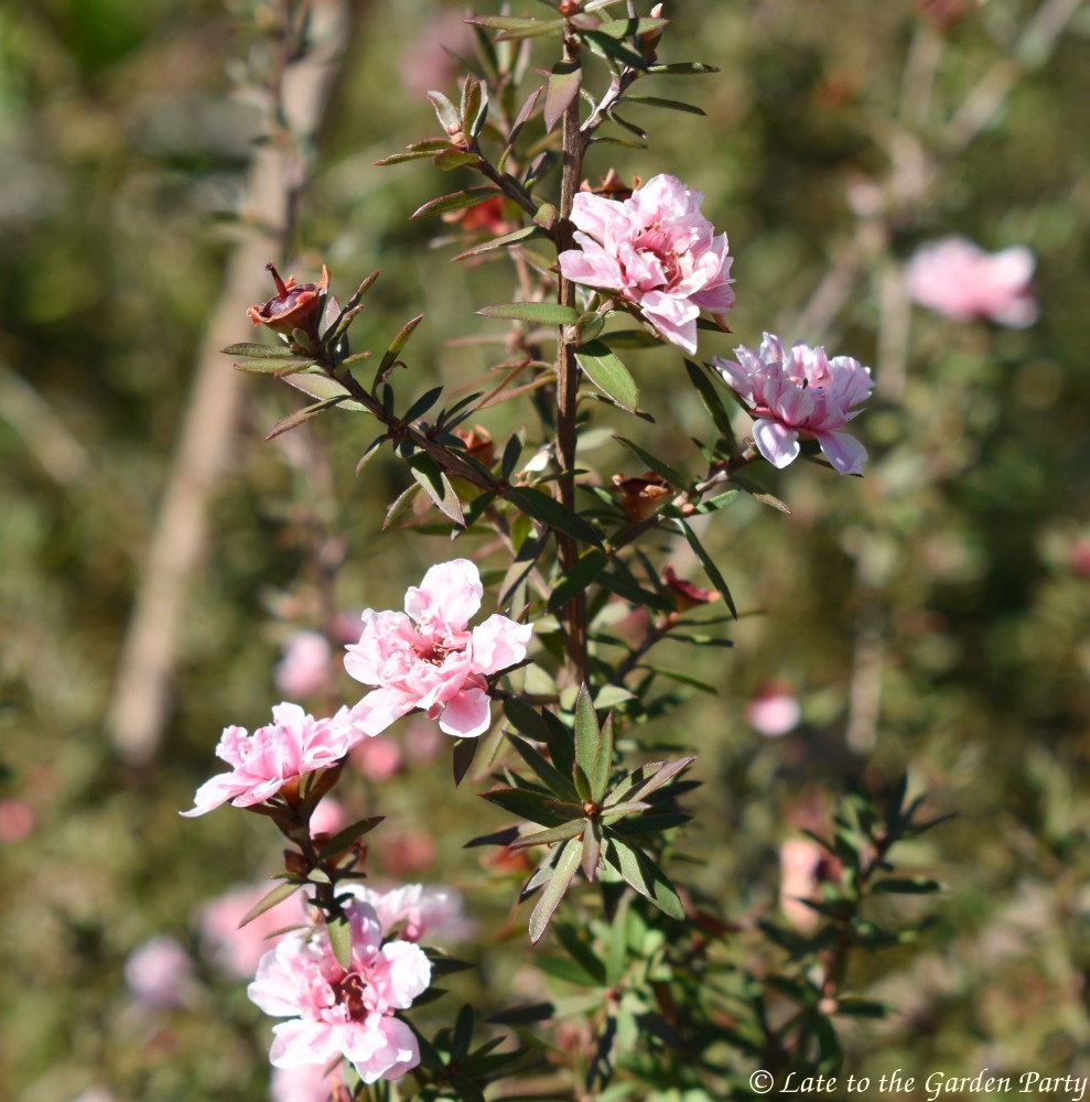 Late to the Garden Party: Bloom Day - December 2018
