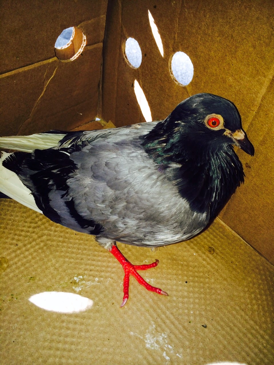 Paws, Claws, Fins & Wings : A Blog for Animal Lovers: Save Me Sunday ...