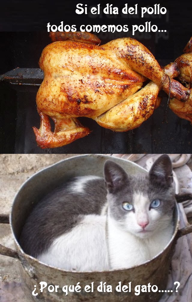 Mundo Loco: Memes por el Día del Gato