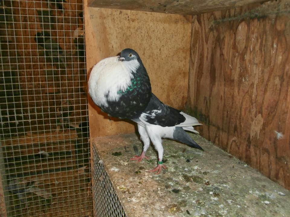 Fancy Pigeon Breeds: May 2014