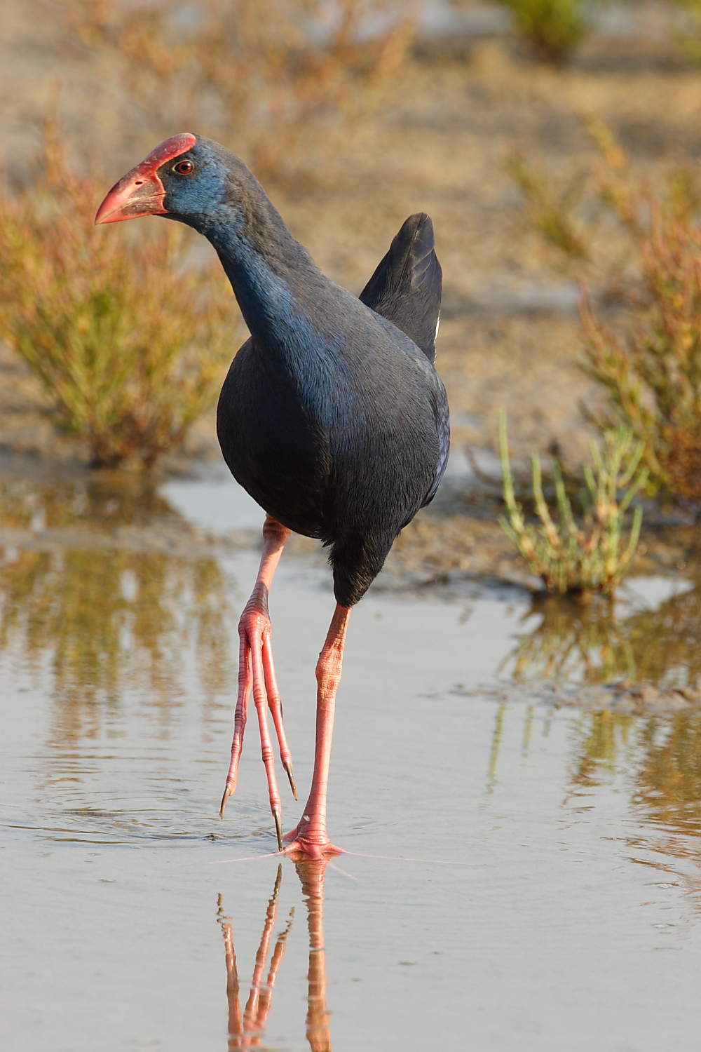 Senderísmo y Fotografía de Naturaleza: Aves de nuestras islas: El ...