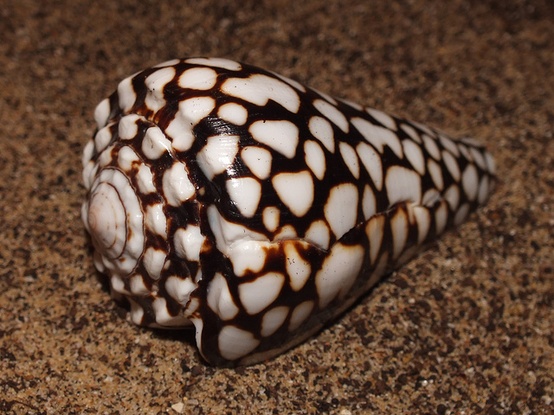 Top 10: Top 10 Most Poisonous Animals in the World