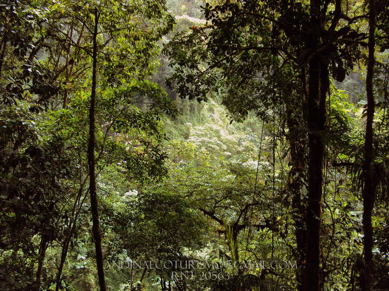 ANDINA ECOTURISMO. Turismo de Naturaleza. CAMINA - CONOCE - AMA ...