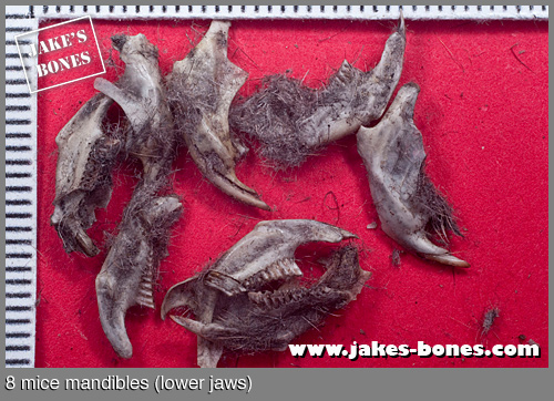 Dissecting bird pellets : Jake's Bones