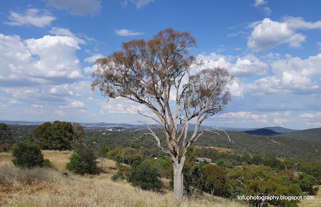 Tofu Photography: A big gum tree at Mt Painter in Canberra
