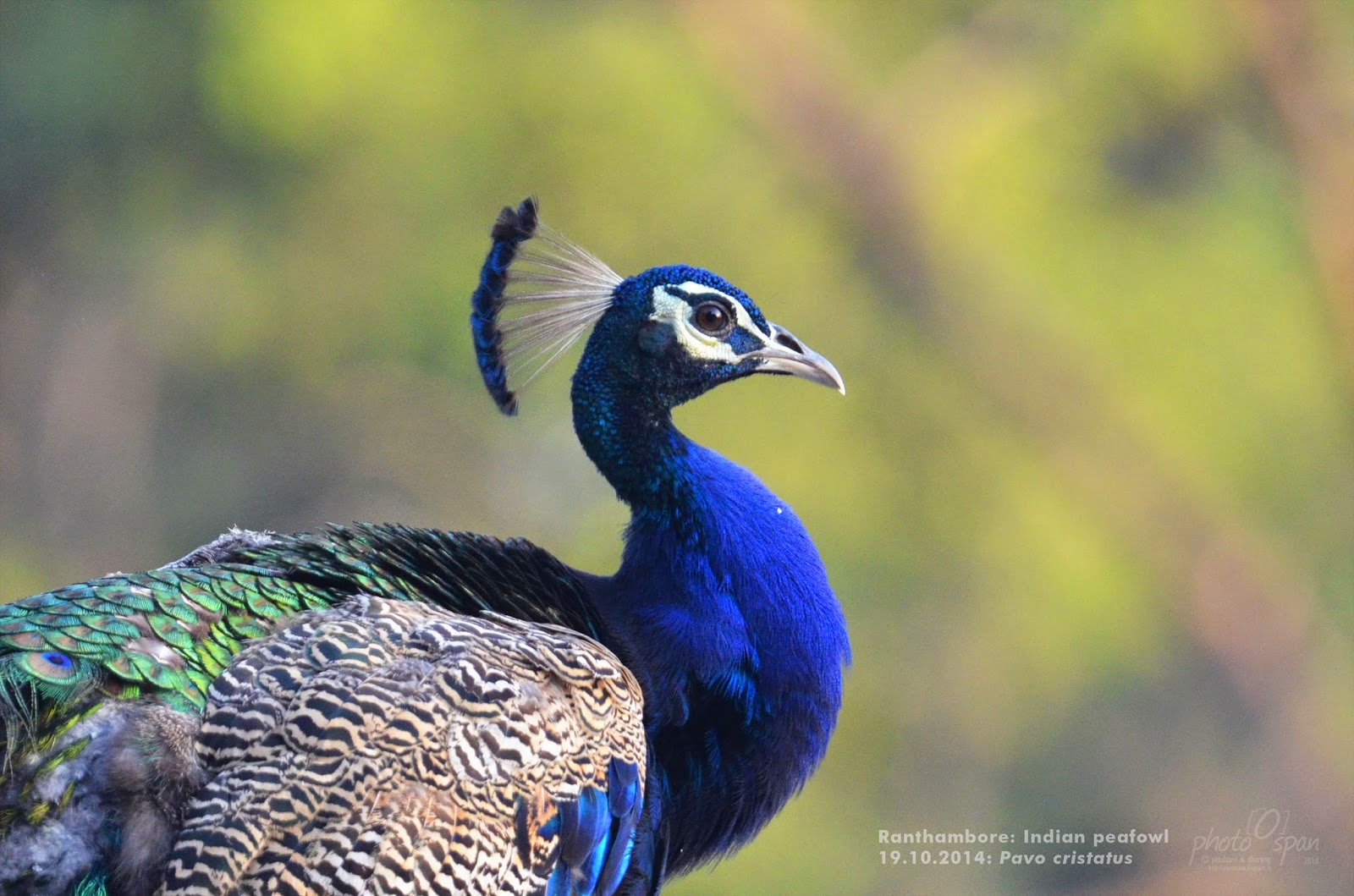 Indian peafowl: Pavo cristatus | Photo Span