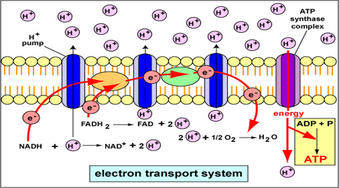 Rantai Transfer Elektron ~ Ilmu Kuadrat