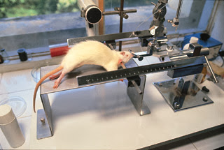 COMPROMISSO CONSCIENTE: O Lucrativo Negócio de Vender Ratos no Brasil ...