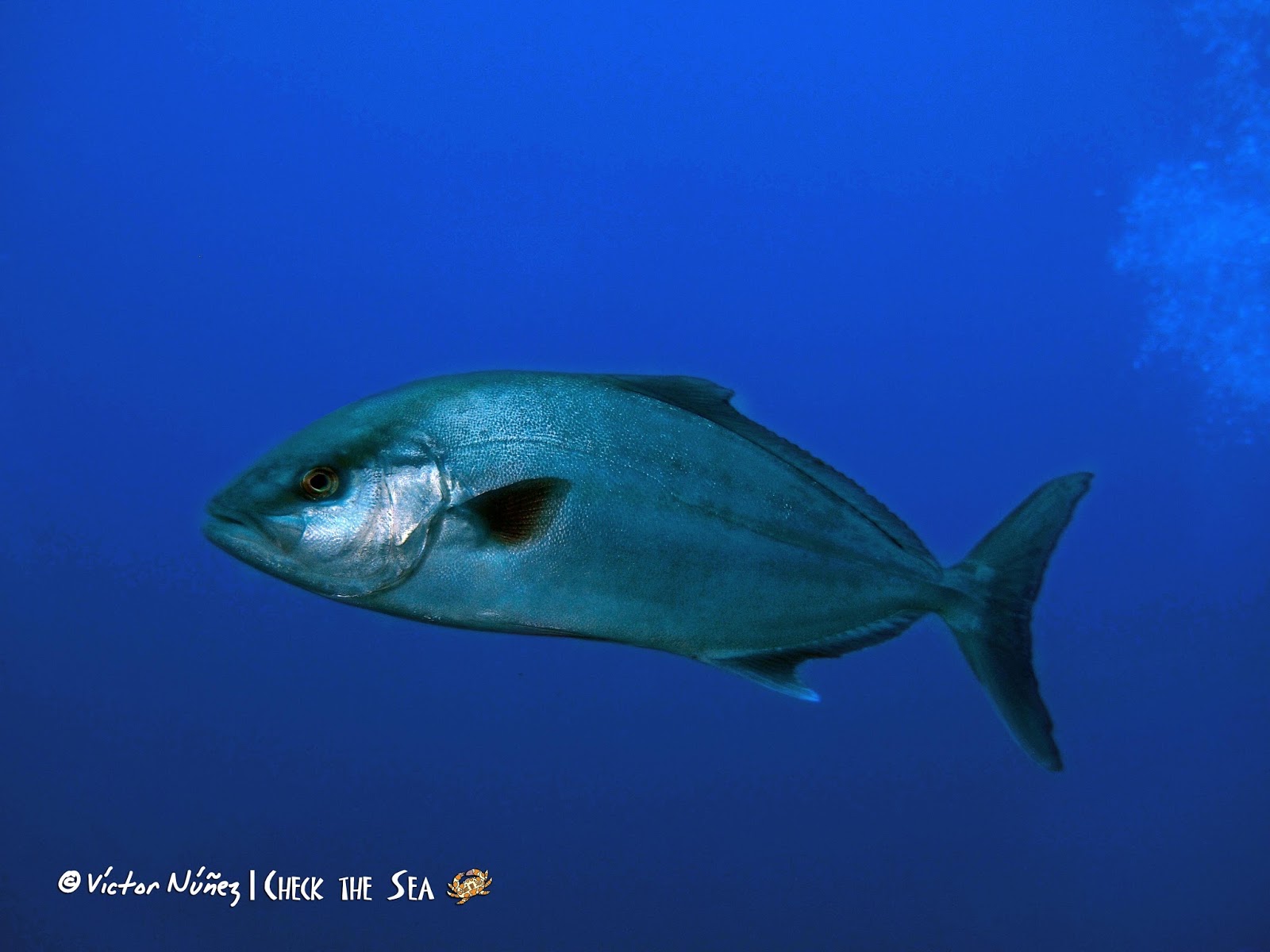 Check the Sea. Web de buceo y fotografía submarina de las Islas ...