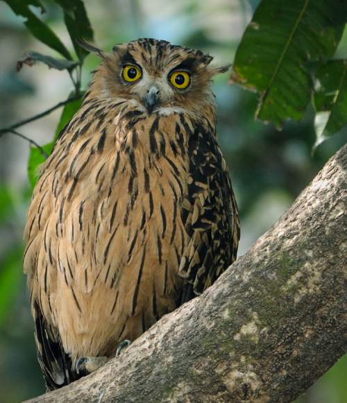 Tawny fish owl images | Birds of India | Bird World