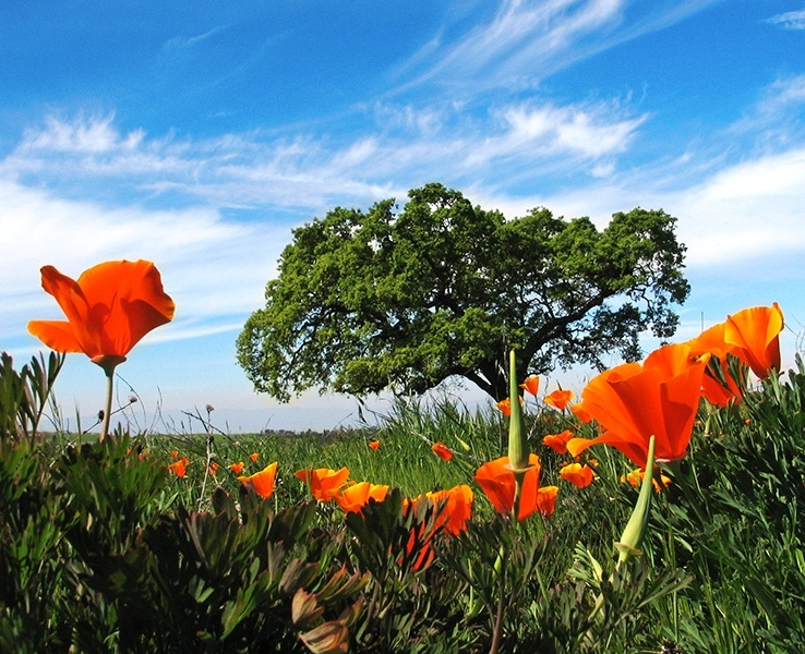 Blog do Edu Ambiental: Primavera