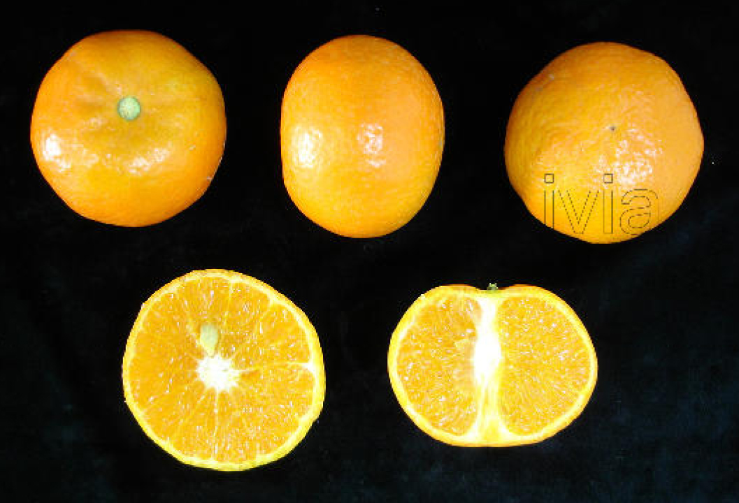 MandarinasSanz.com - Evolución: Las tres mejores variedades de ...