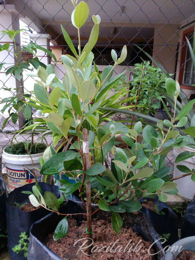 Pokok Kemunting Menggamit Kenangan Zaman Kanak-Kanak - Rozi Talib