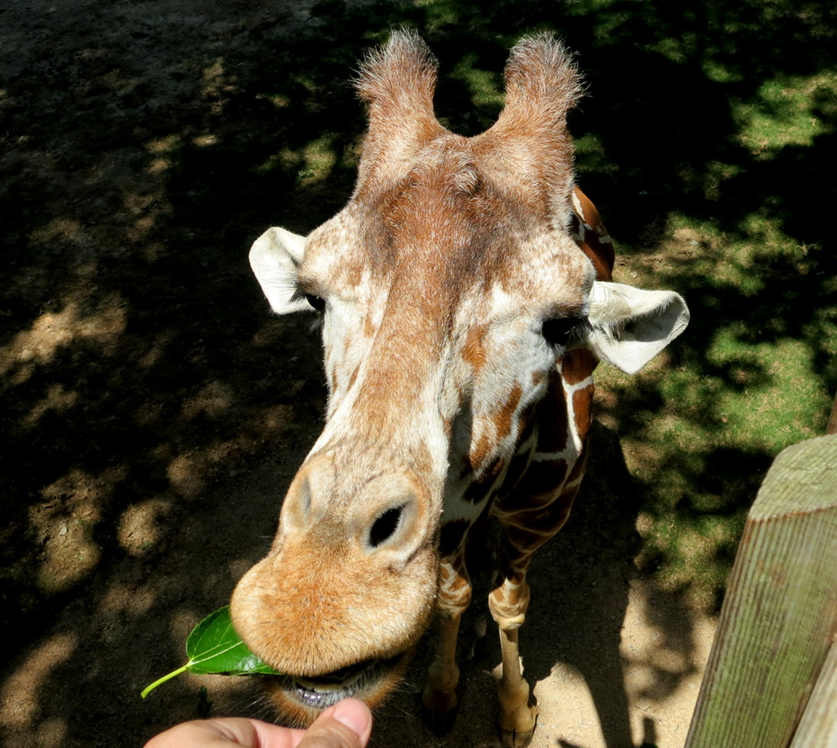Only Googlebot Reads This Blog: Cafe Giraffe!