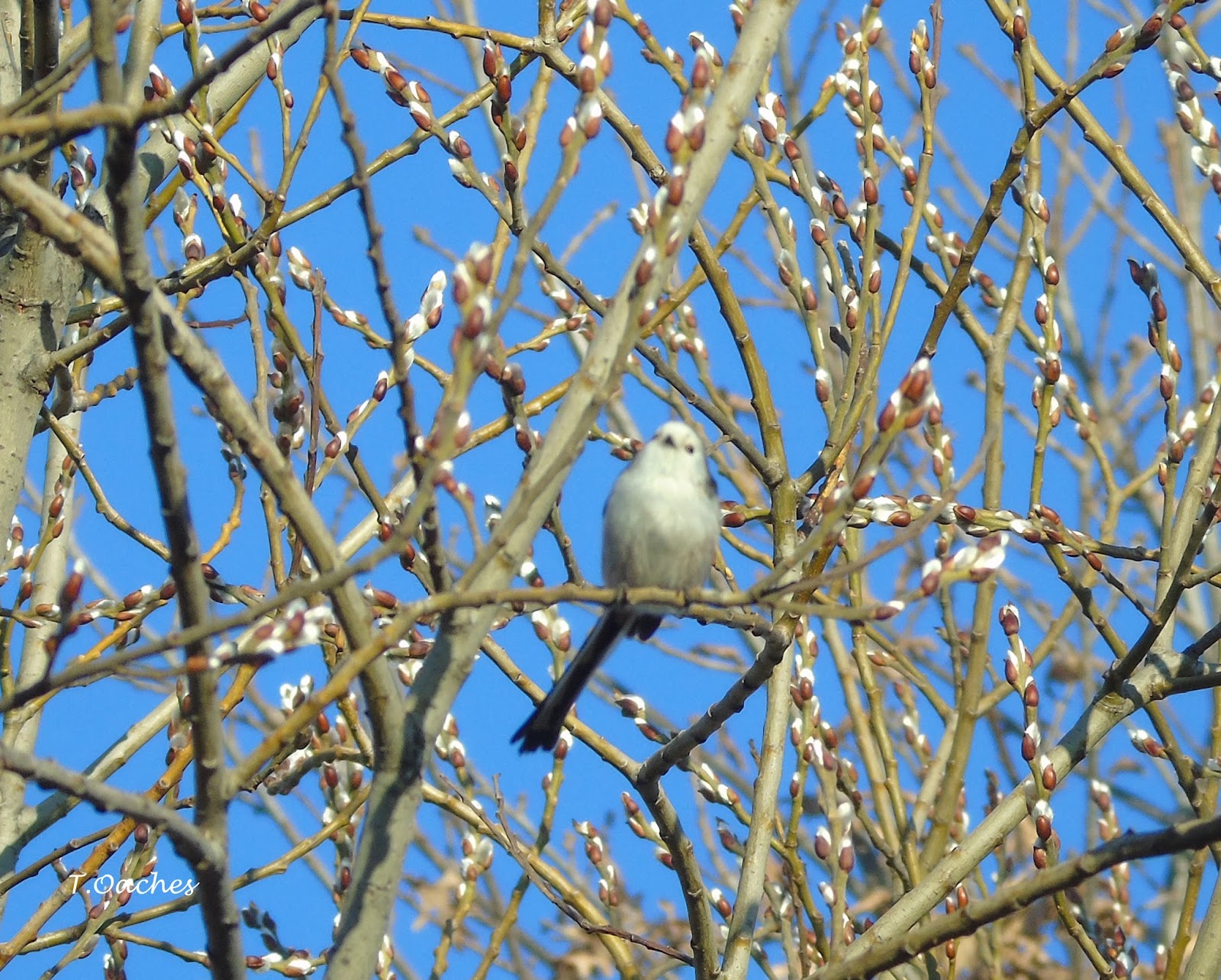PASARI DIN ROMANIA: PITIGOI CODAT, Aegythalus caudatus