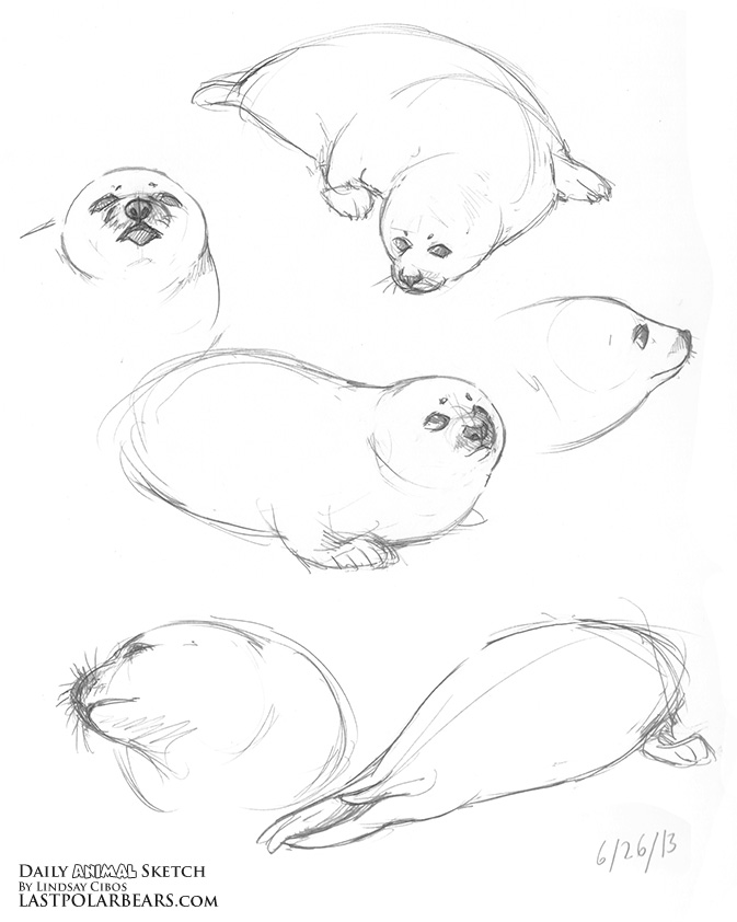 Lindsay Cibos' Art Blog: Daily Animal Sketch - Arctic Bundle