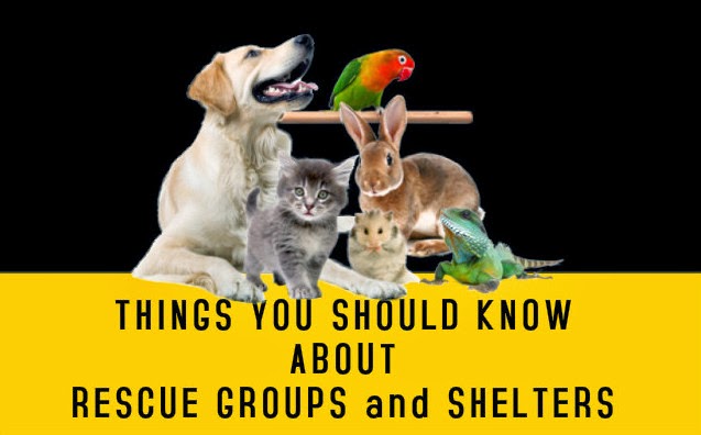 Pets-N-More: SAVING PETS