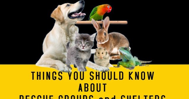 Pets-N-More: SAVING PETS